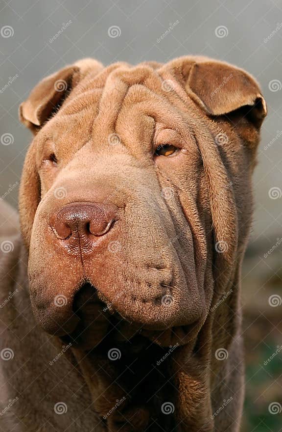 Chocolate Shar Pei Portrait Stock Photo - Image of sweet, snow: 23608504