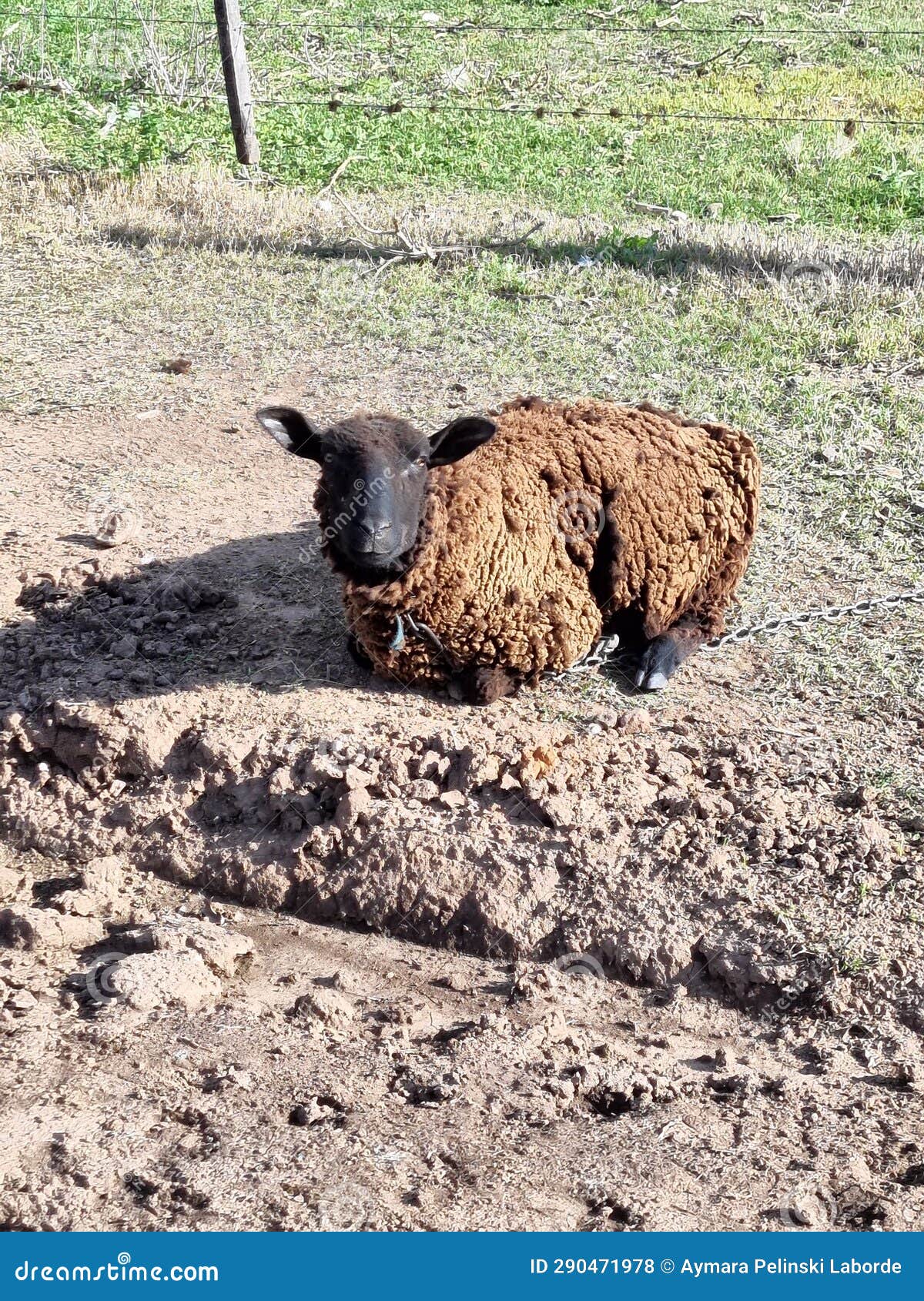 Chocolate Sheep stock photo. Image of pasture, wildlife - 290471978
