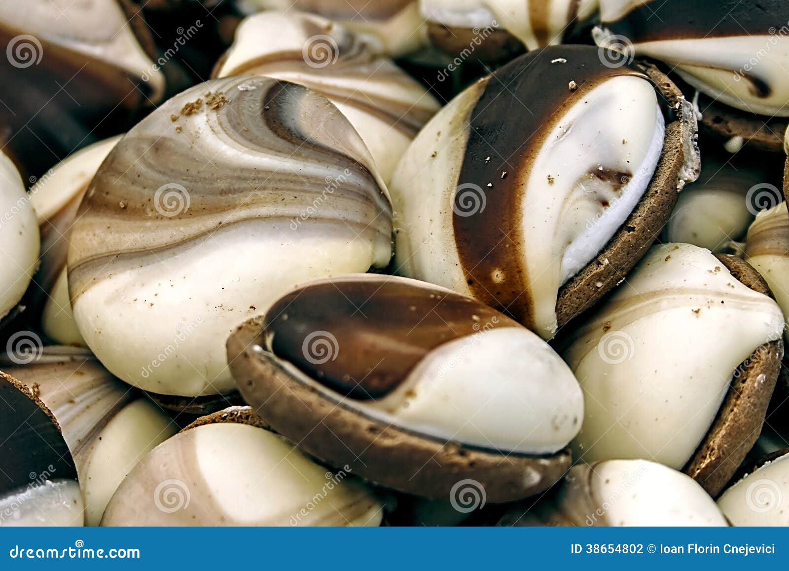 Chocolate shells stock photo. Image of bakesale, decorative - 38654802