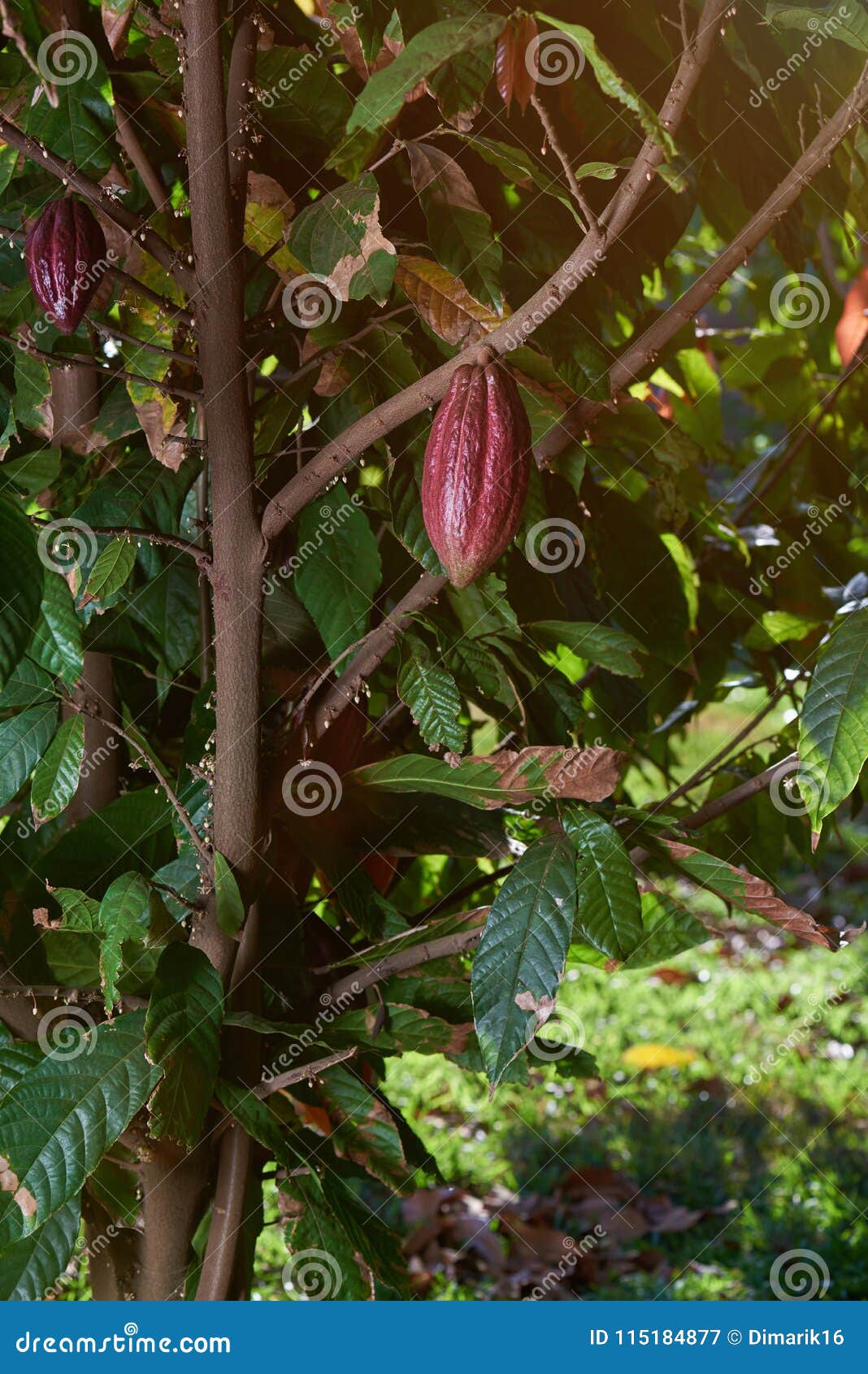 Chocolate tree branches stock image. Image of growth - 115184877