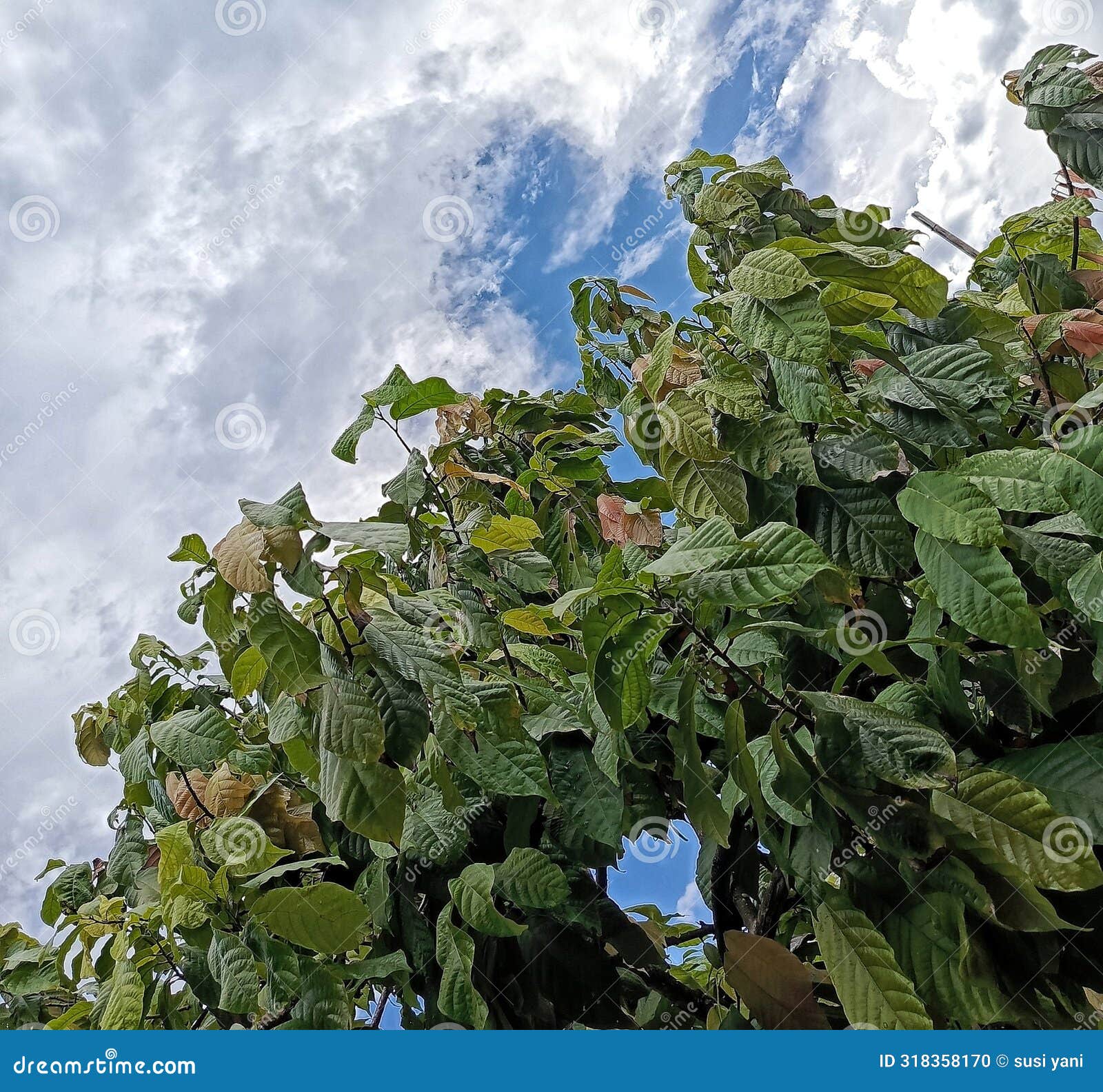 Chocolate trees grow tall stock photo. Image of tall - 318358170
