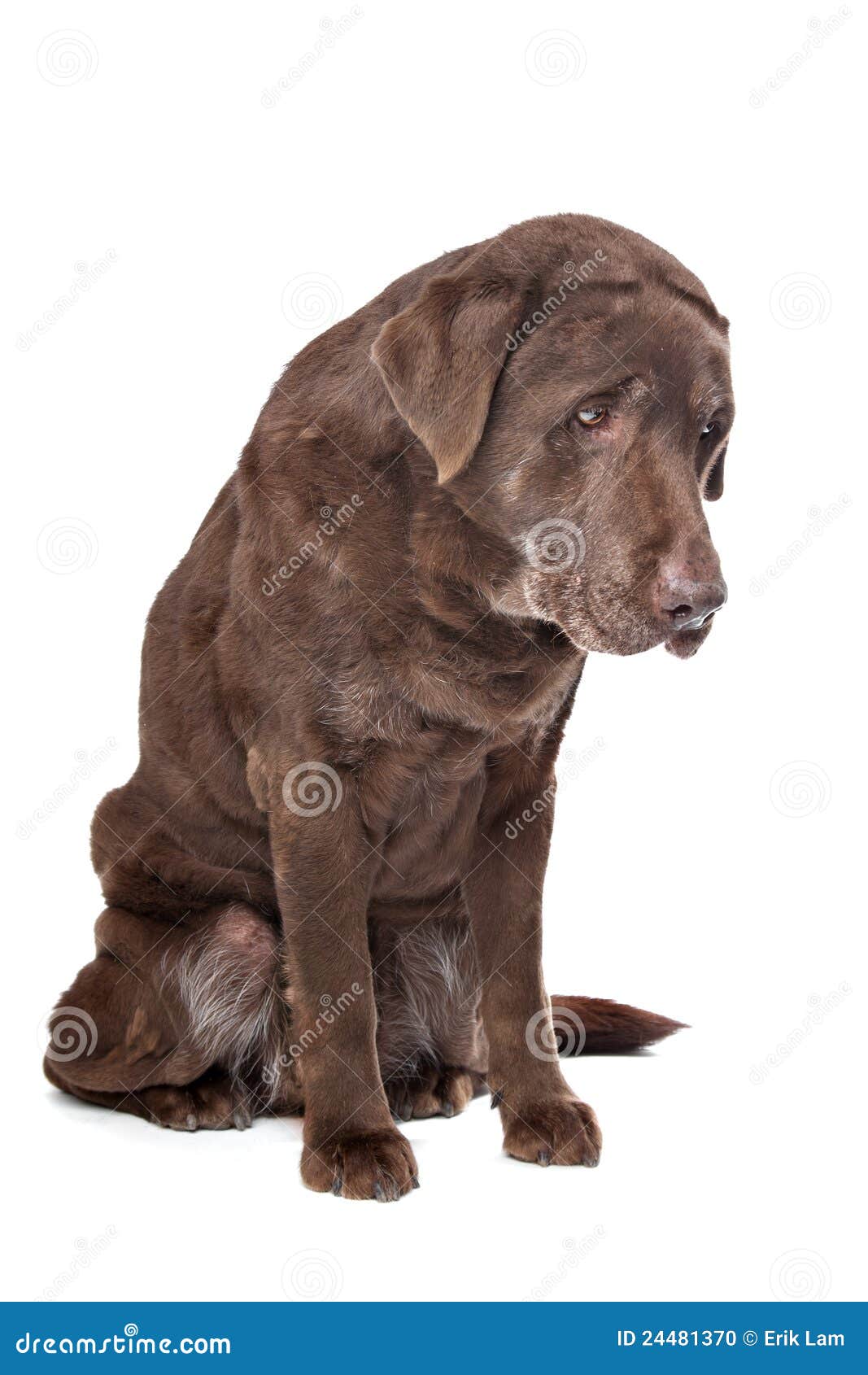 Chocolate Triste Viejo Labrador Foto de archivo - Imagen de recuperador ...