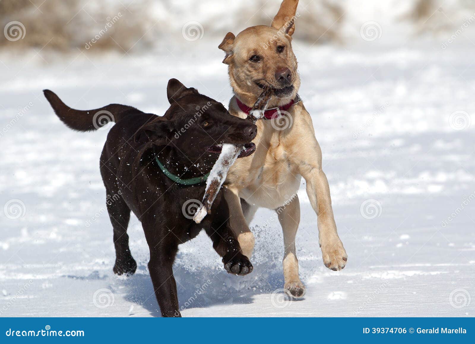 Chocolate and Yellow Labrador Retriever Stock Photo - Image of yellow ...