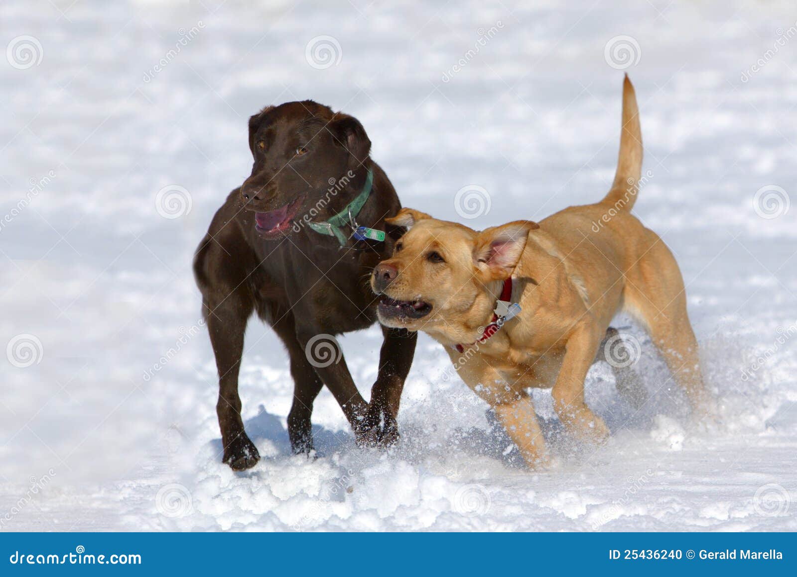 Chocolate and Yellow Labrador Retrievers Stock Photo - Image of ...