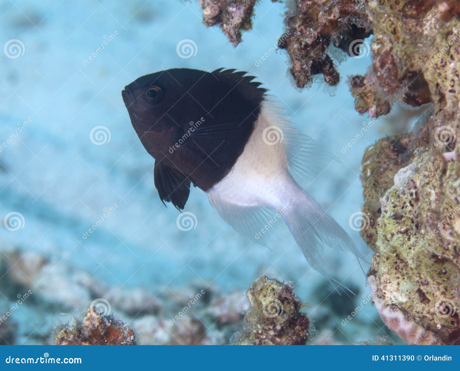 Chocolatedip Chromis Chromis Dimidiata Undersea, Red Sea, Egypt, Sinai ...