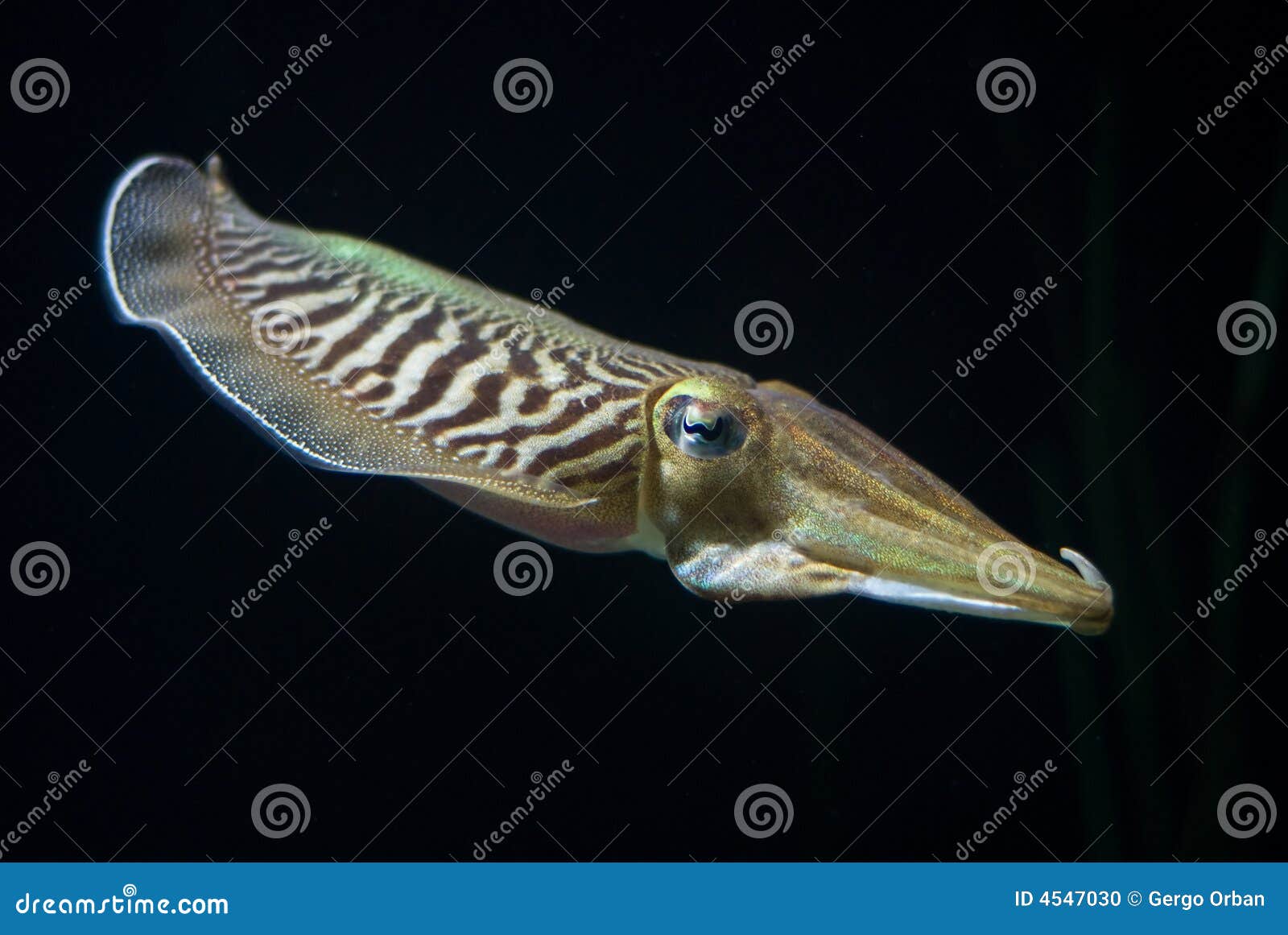 Chocos foto de stock. Imagem de marinho, molusco, nadada - 4547030