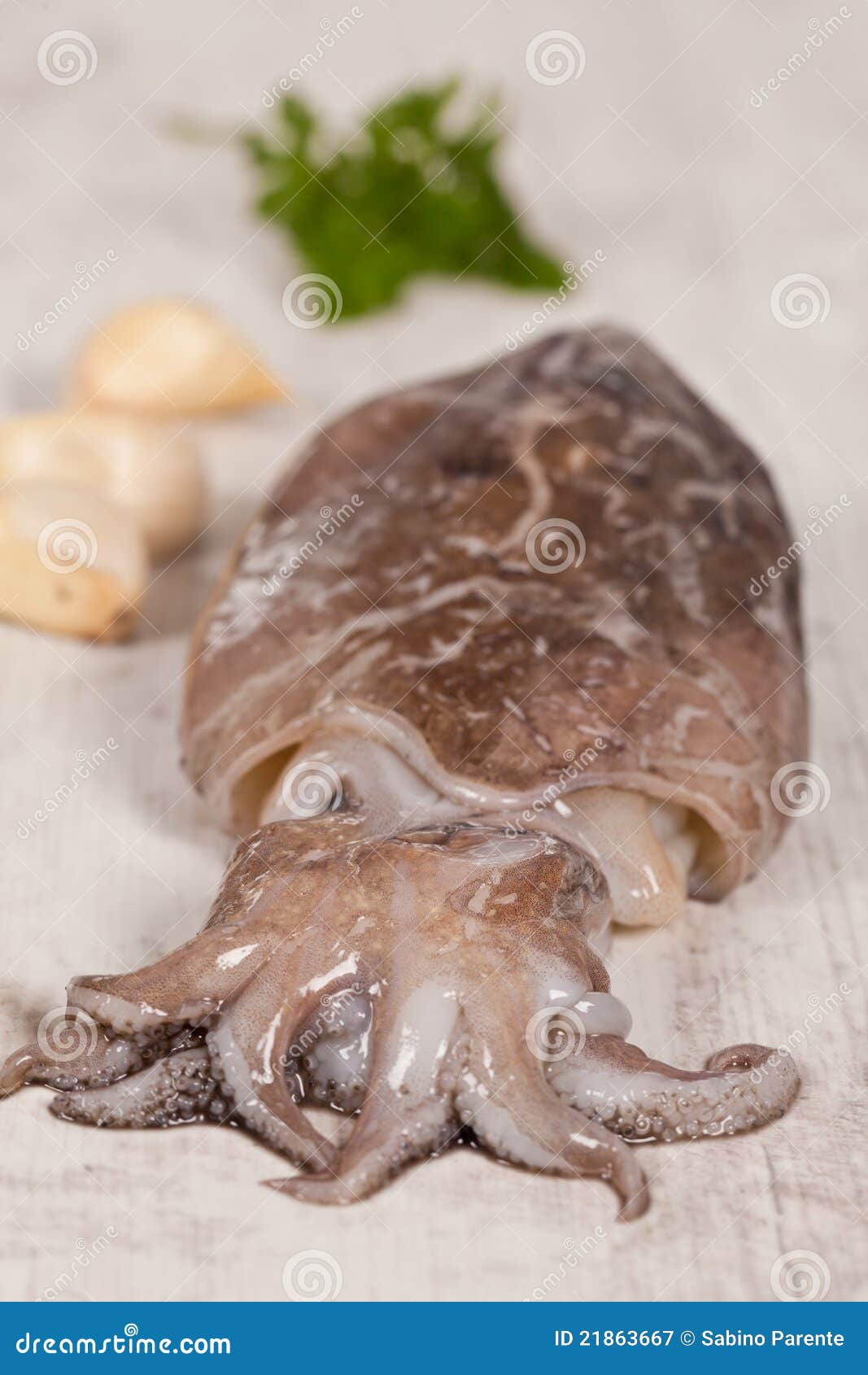 Chocos crus imagem de stock. Imagem de polvo, alimento - 21863667