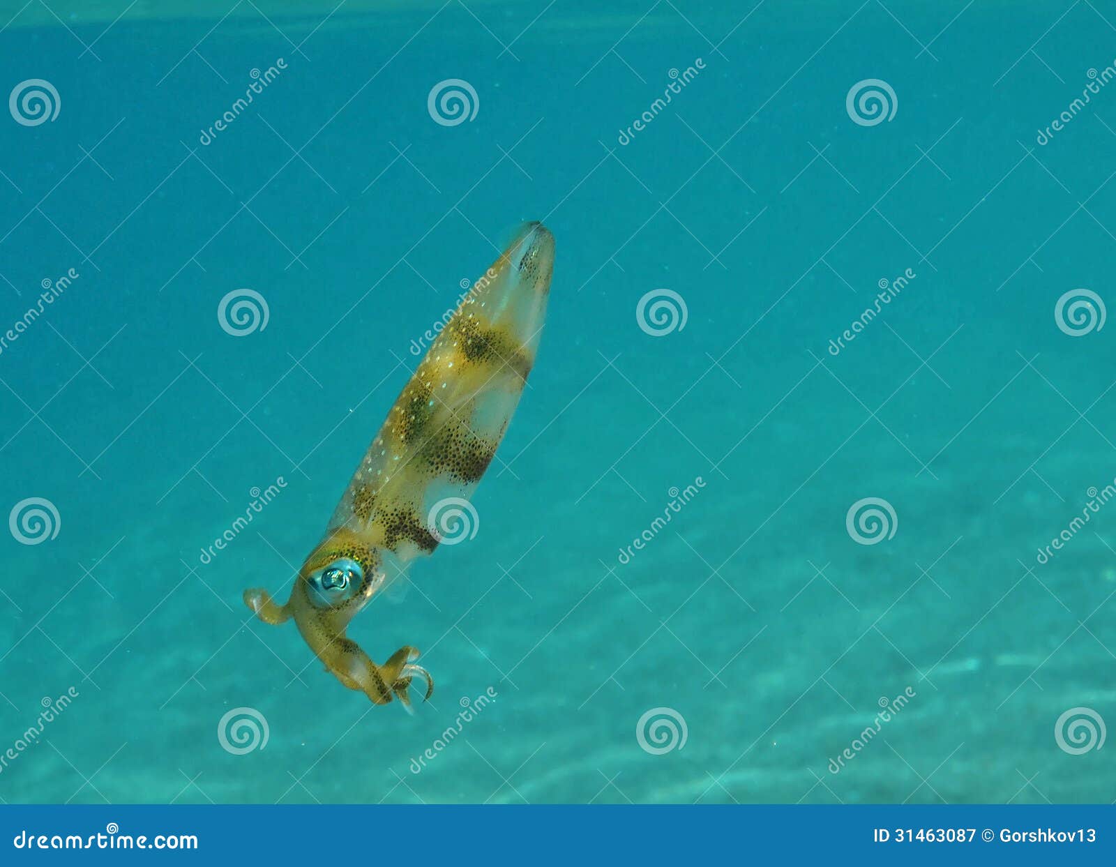 Chocos No Mar Vermelho, Eilat Imagem de Stock - Imagem de calamar ...