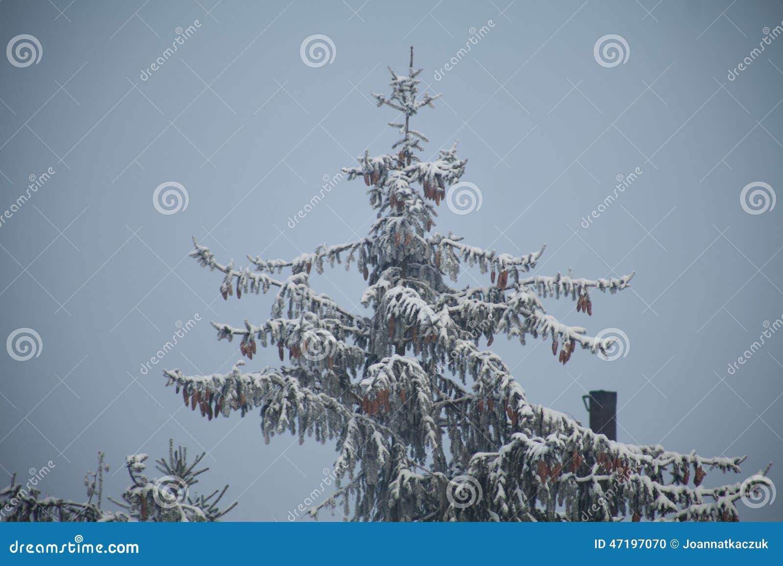 Choinka w lesie zdjęcie stock. Obraz złożonej z zima - 47197070