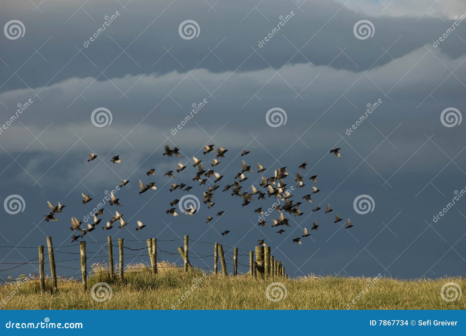 Choir of Birds Flying from a Fence in the Meadow Stock Photo - Image of ...