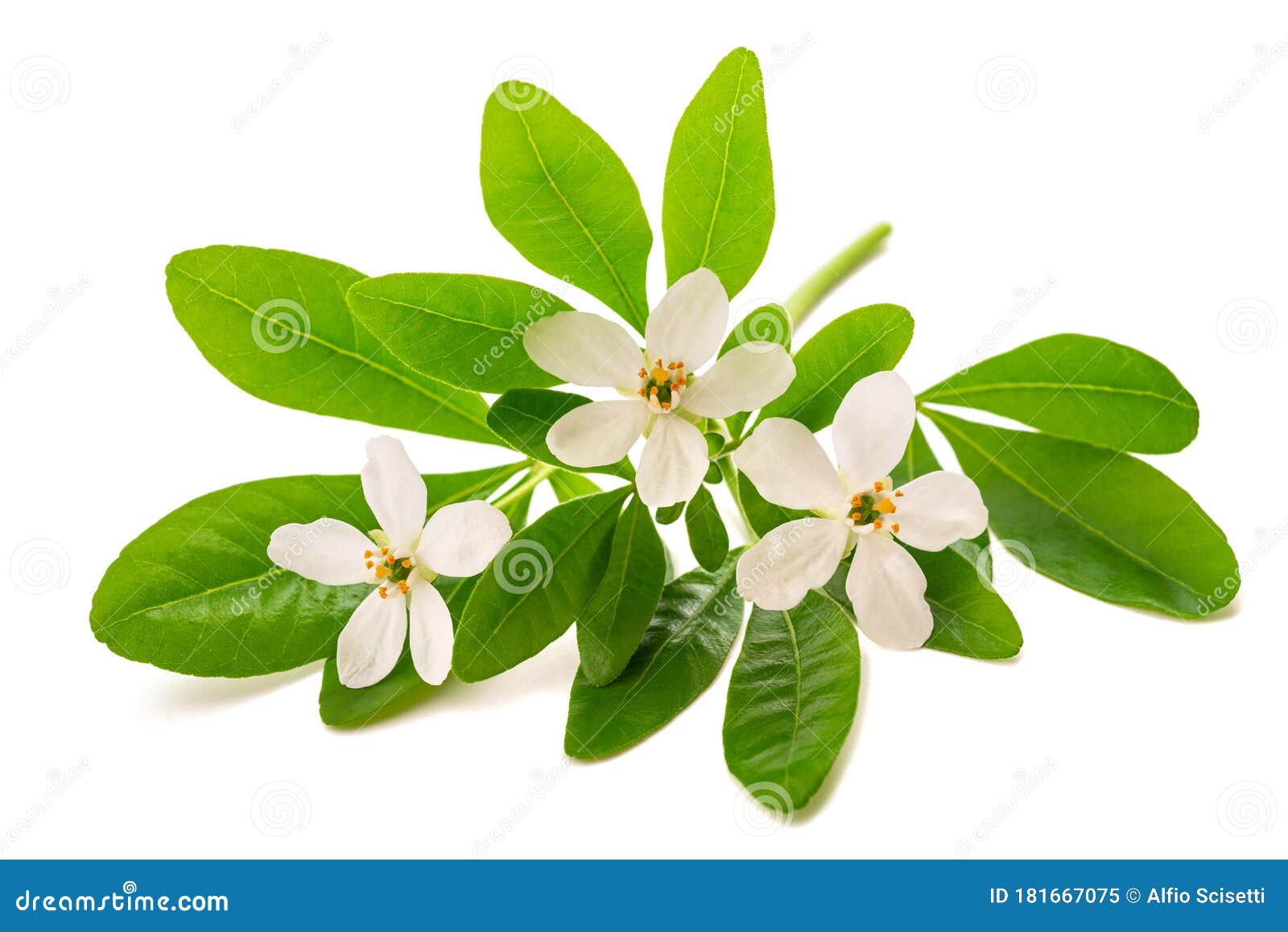 Choisya Ternata, Mexican Orange, Mock Orange Royalty-Free Stock Photo ...