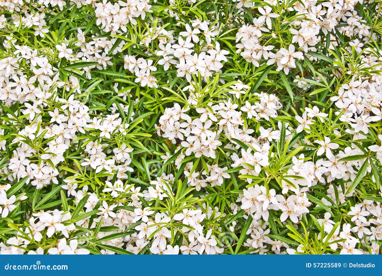Choisya Ternata, Mexican Orange, Mock Orange Royalty-Free Stock Photo ...