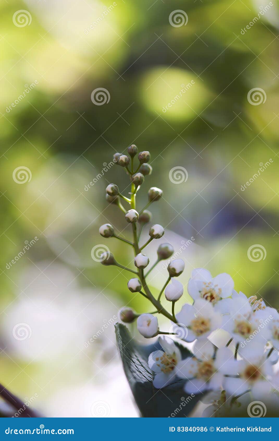 Choke Cherry Buds stock photo. Image of cherry, blooming - 83840986