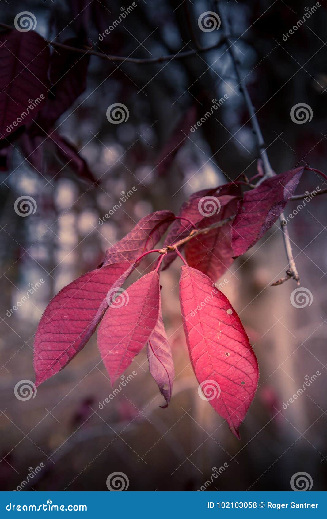Choke Cherry Tree stock photo. Image of leaves, forest - 102103058