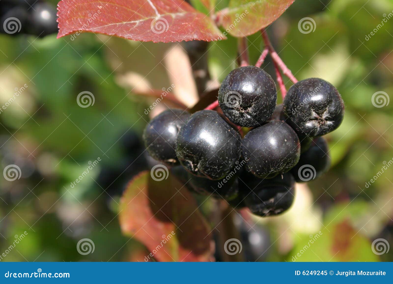 Chokeberries stock image. Image of eating, freshness, fresh - 6249245