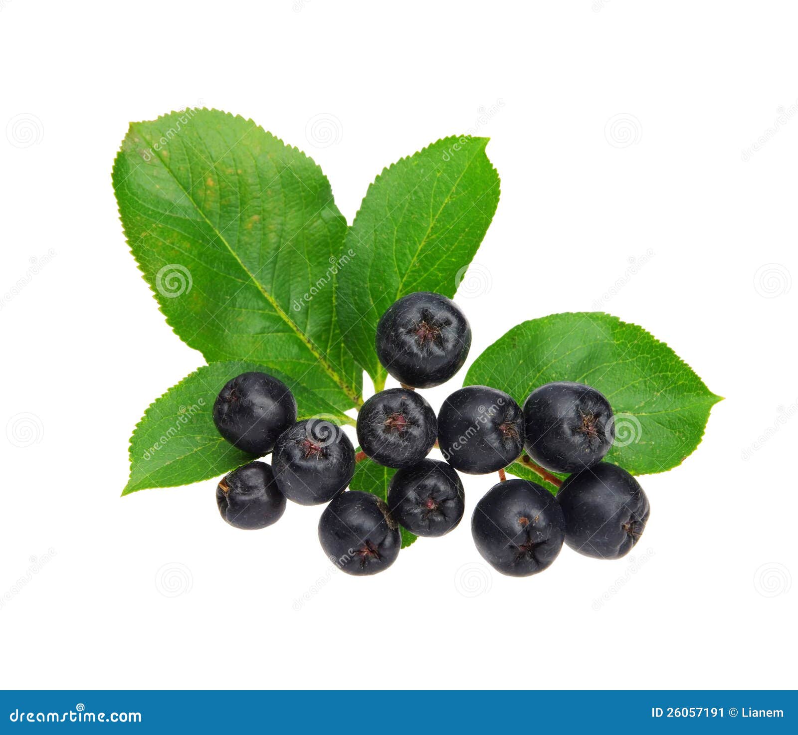 Chokeberry stock image. Image of fruit, branch, detail - 26057191