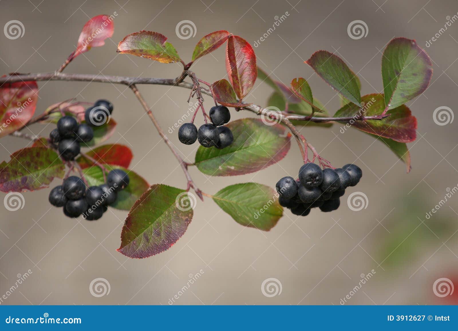 Chokeberry stock image. Image of ripe, organic, green - 3912627