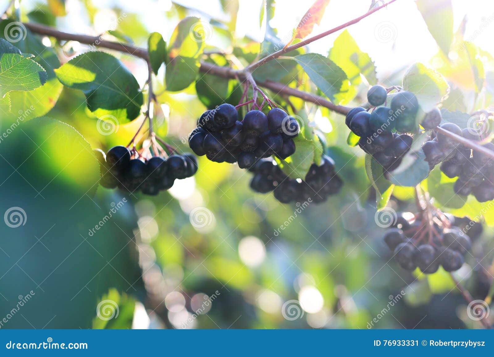 Chokeberry bush stock image. Image of melanocarpa, purple - 76933331