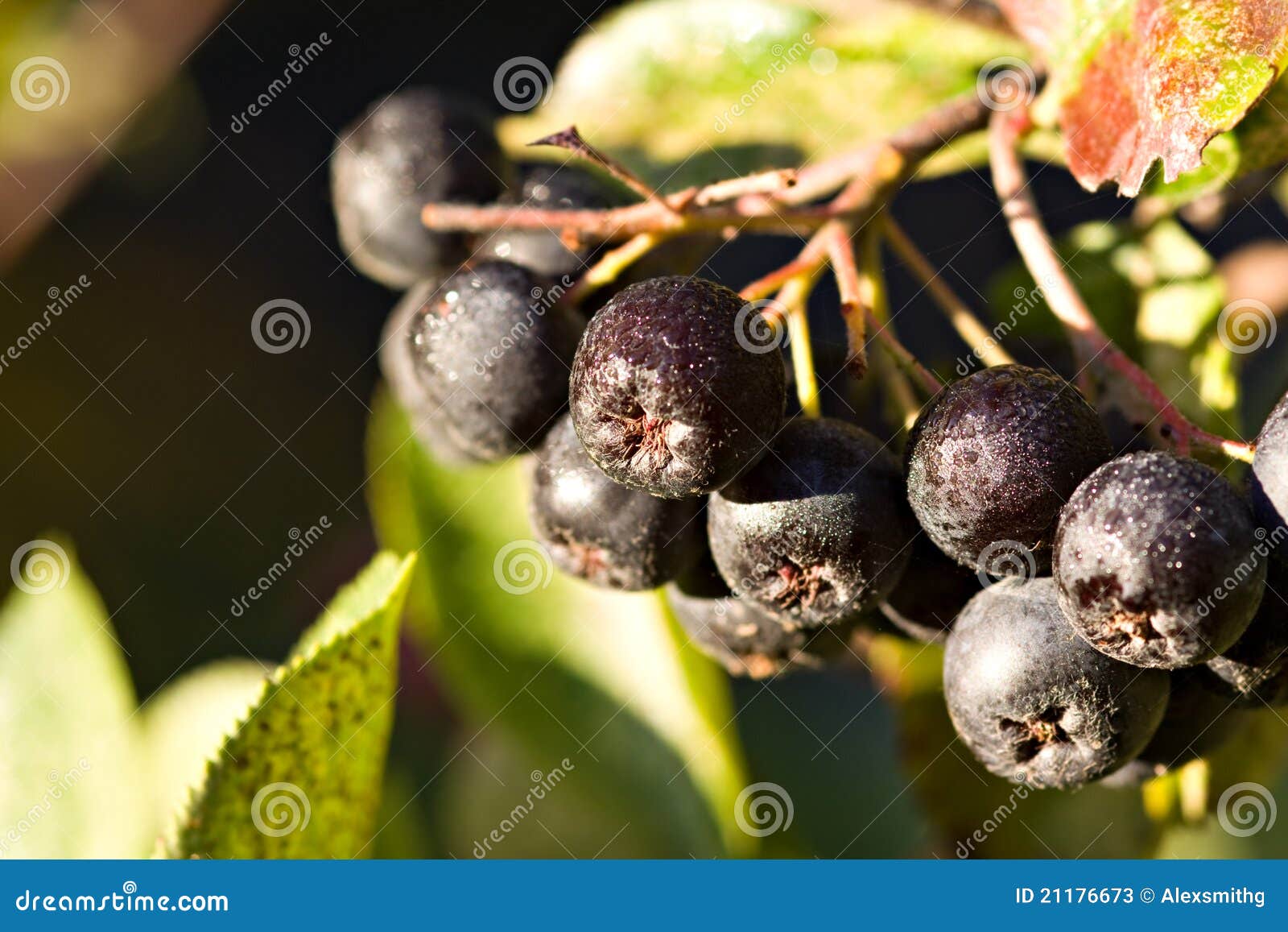 Chokeberry Noir (melanocarpa D'Aronia) Image stock - Image du arrêter ...