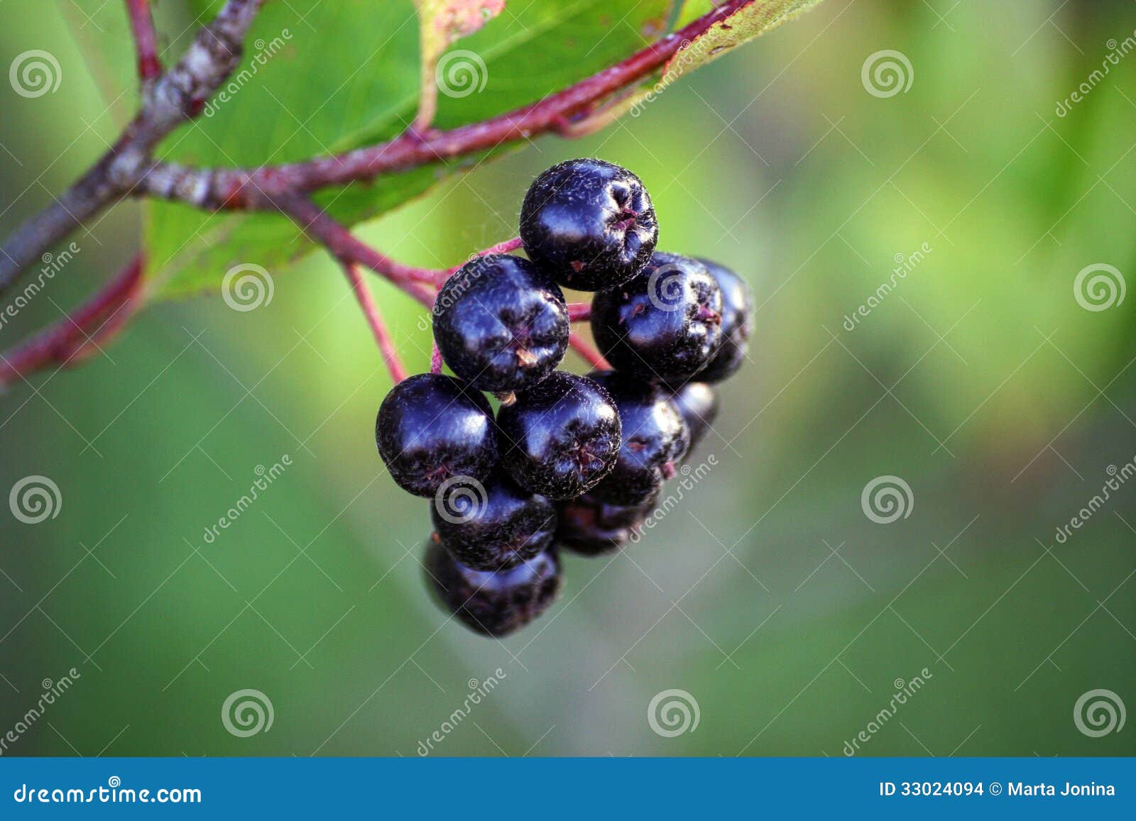 Chokeberry Noir, Melanocarpa D'Aronia Photo stock - Image du centrale ...