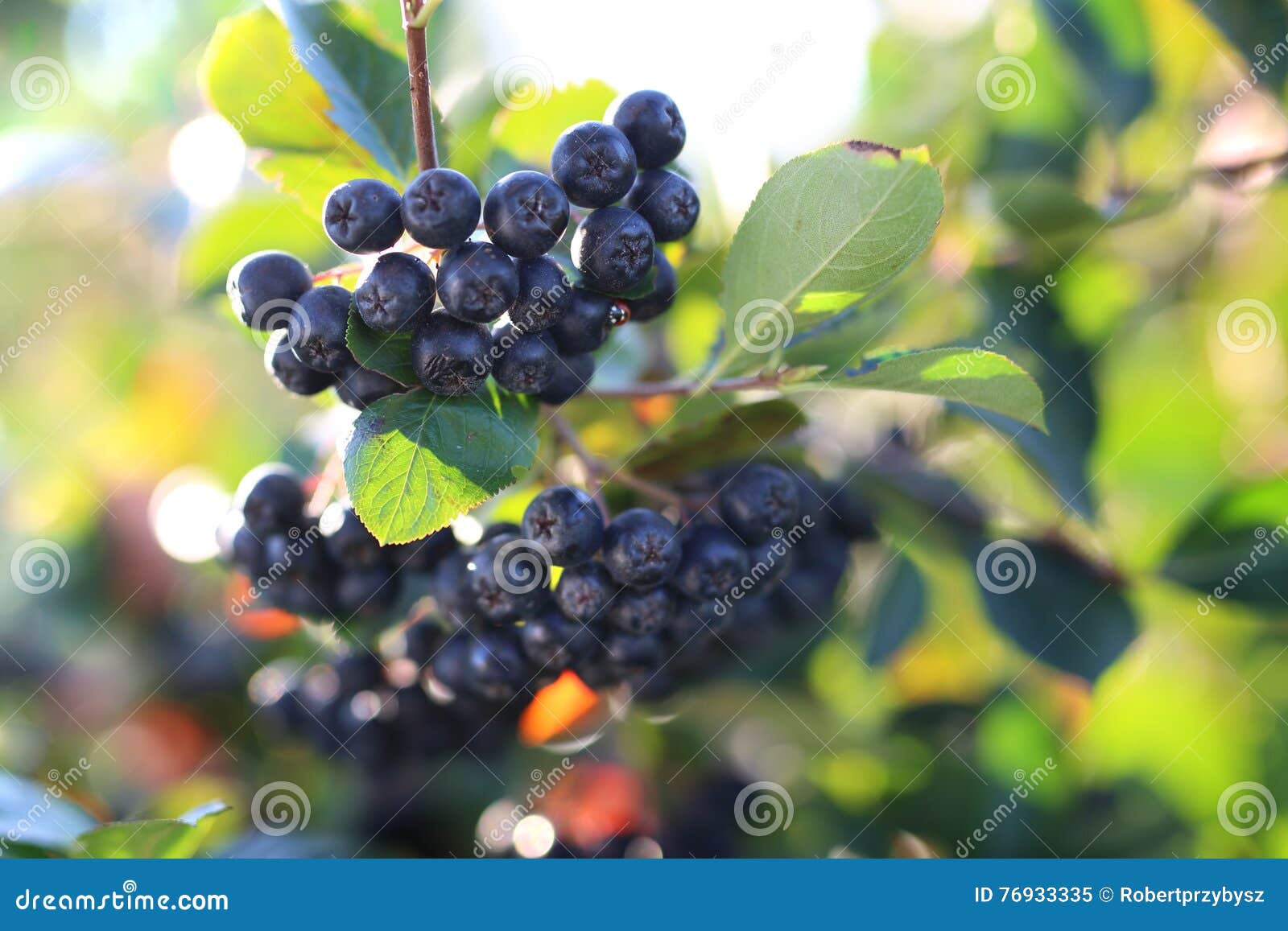 Chokeberry stock image. Image of melanocarpa, orchard - 76933335