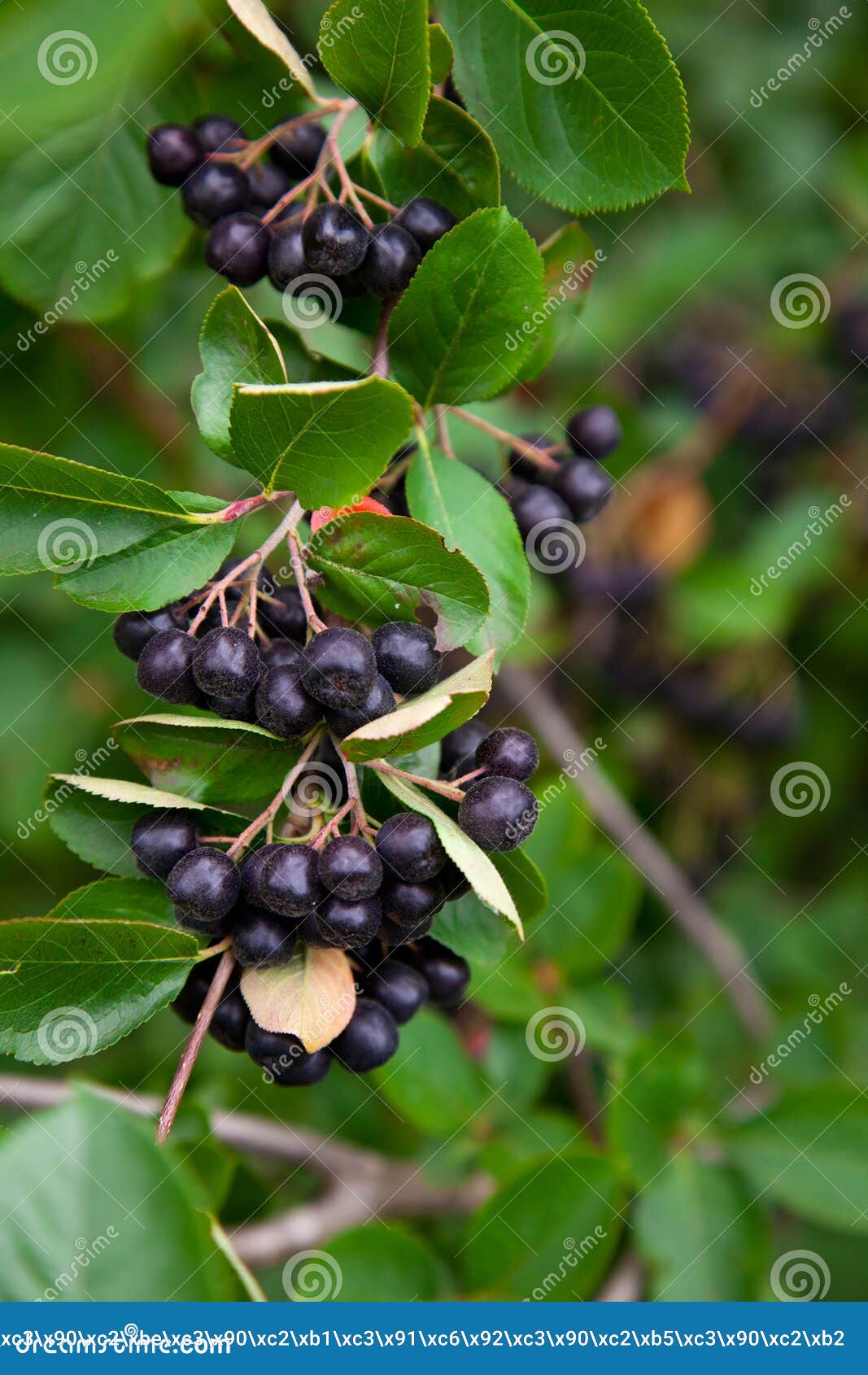Chokeberry stock photo. Image of berry, gardening, branch - 45212608