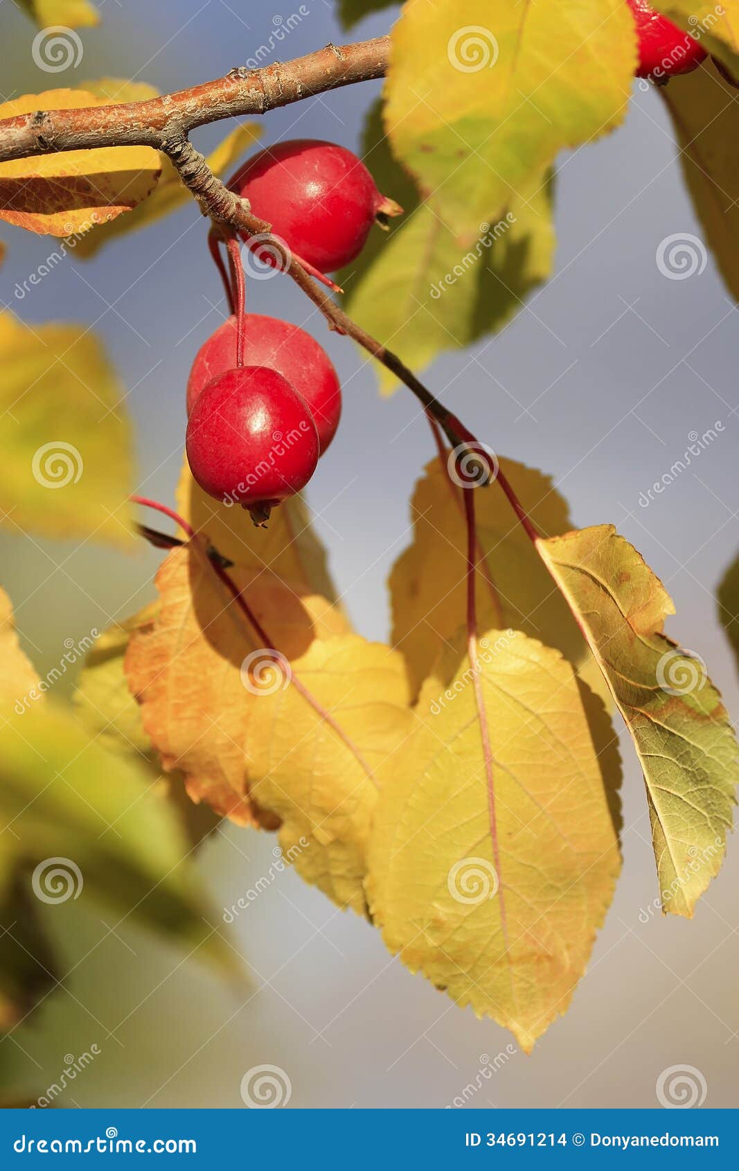 Chokecherry tree fruit stock photo. Image of fruit, cherry - 34691214