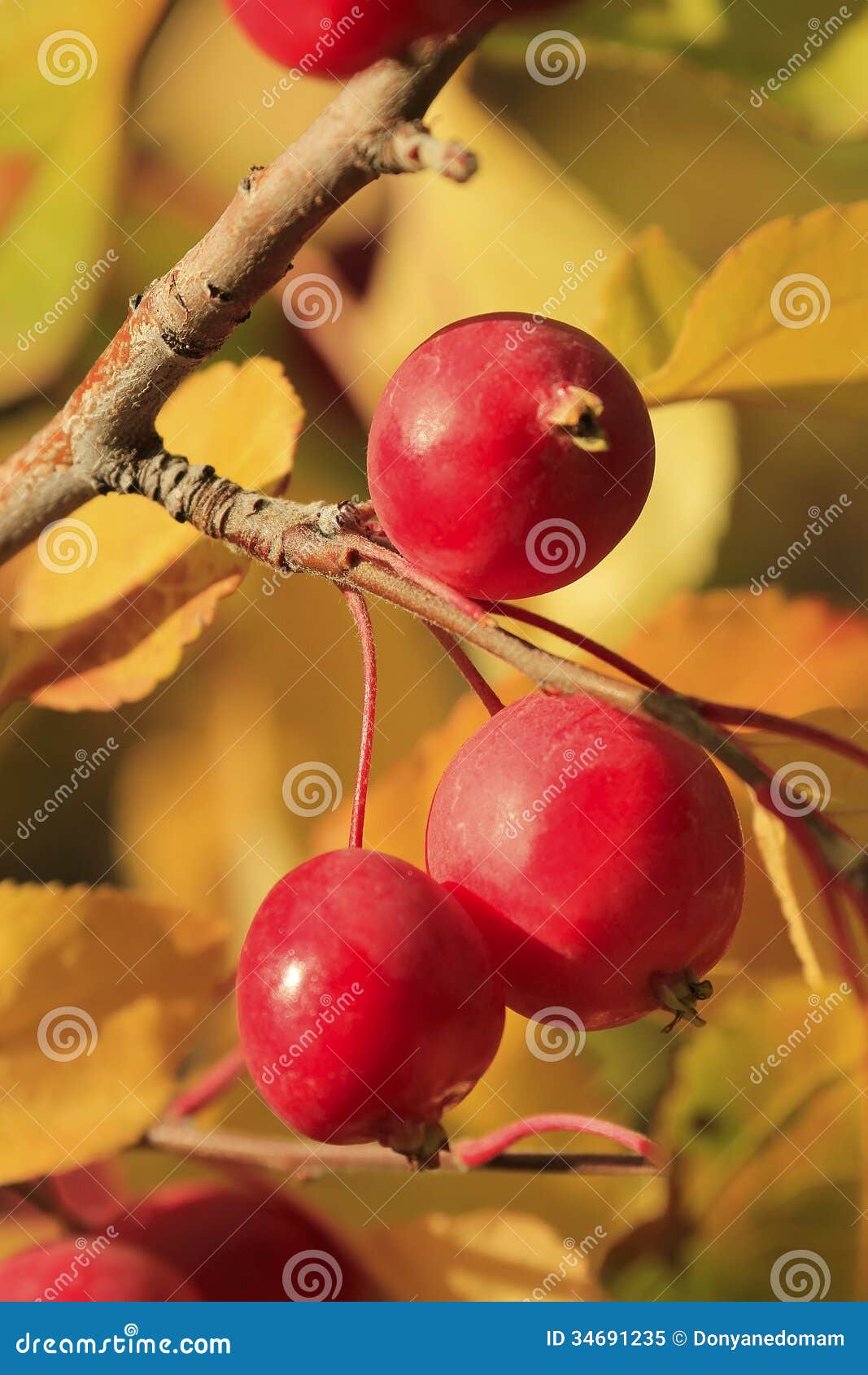 Chokecherry tree fruit stock image. Image of yellow, western - 34691235