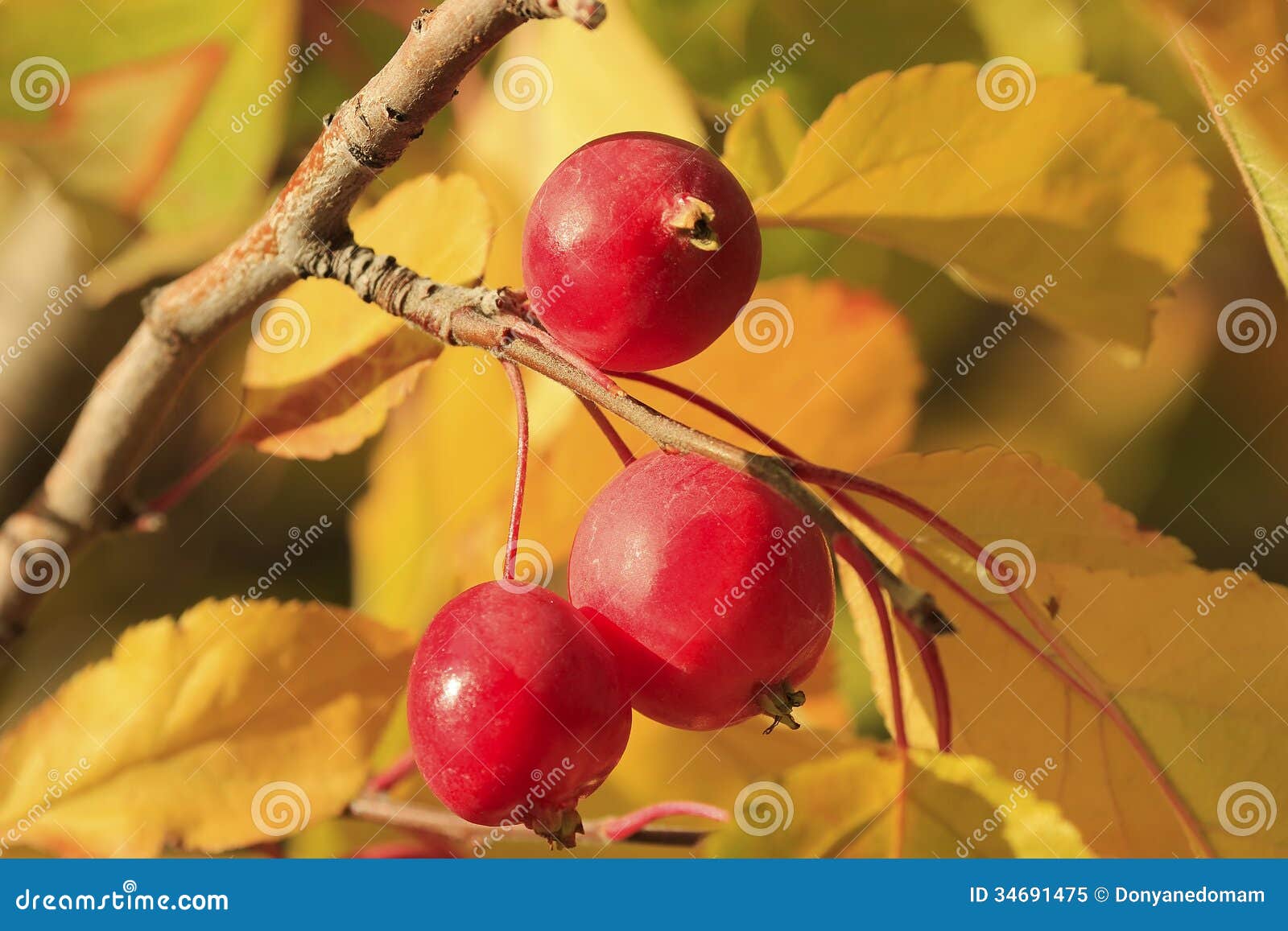 Chokecherry tree fruit stock image. Image of macro, fall - 34691475