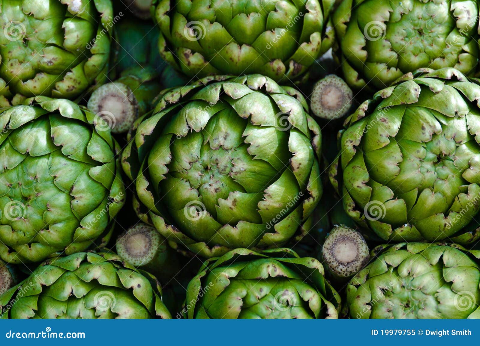 Chokes stock image. Image of fresh, eating, bunch, green - 19979755 Chokes stock image. Image of fresh, eating, bunch, green - 19979755