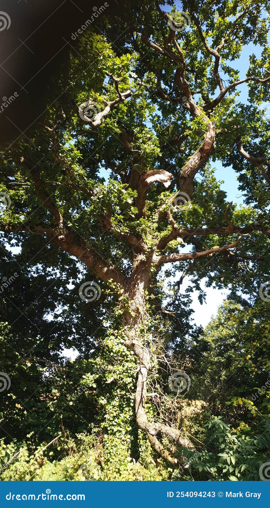 Choking with Ivy editorial stock photo. Image of berkshire - 254094243