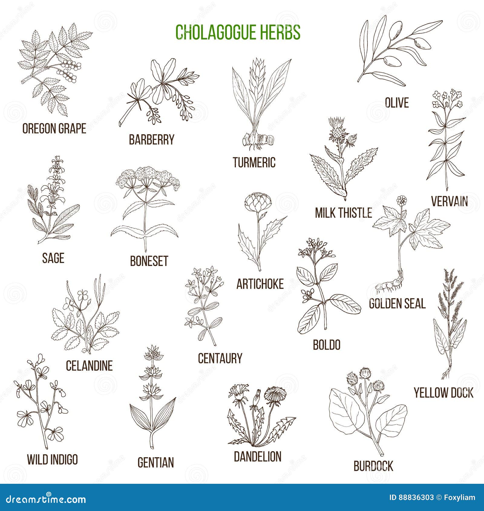 Cholagogue Herbs. Hand Drawn Set Stock Vector - Illustration of gentian ...