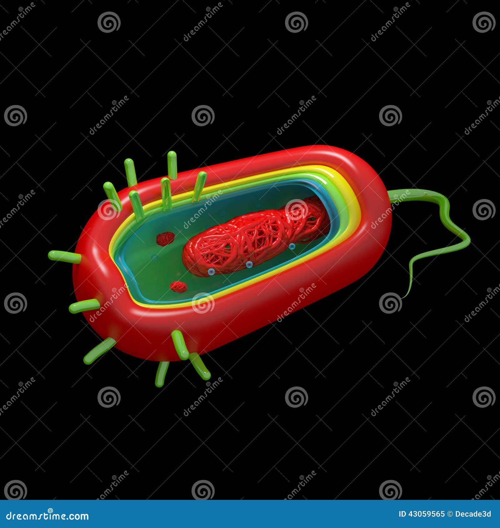 Cholera Cell Anatomy - Isolated on Black Stock Illustration ...