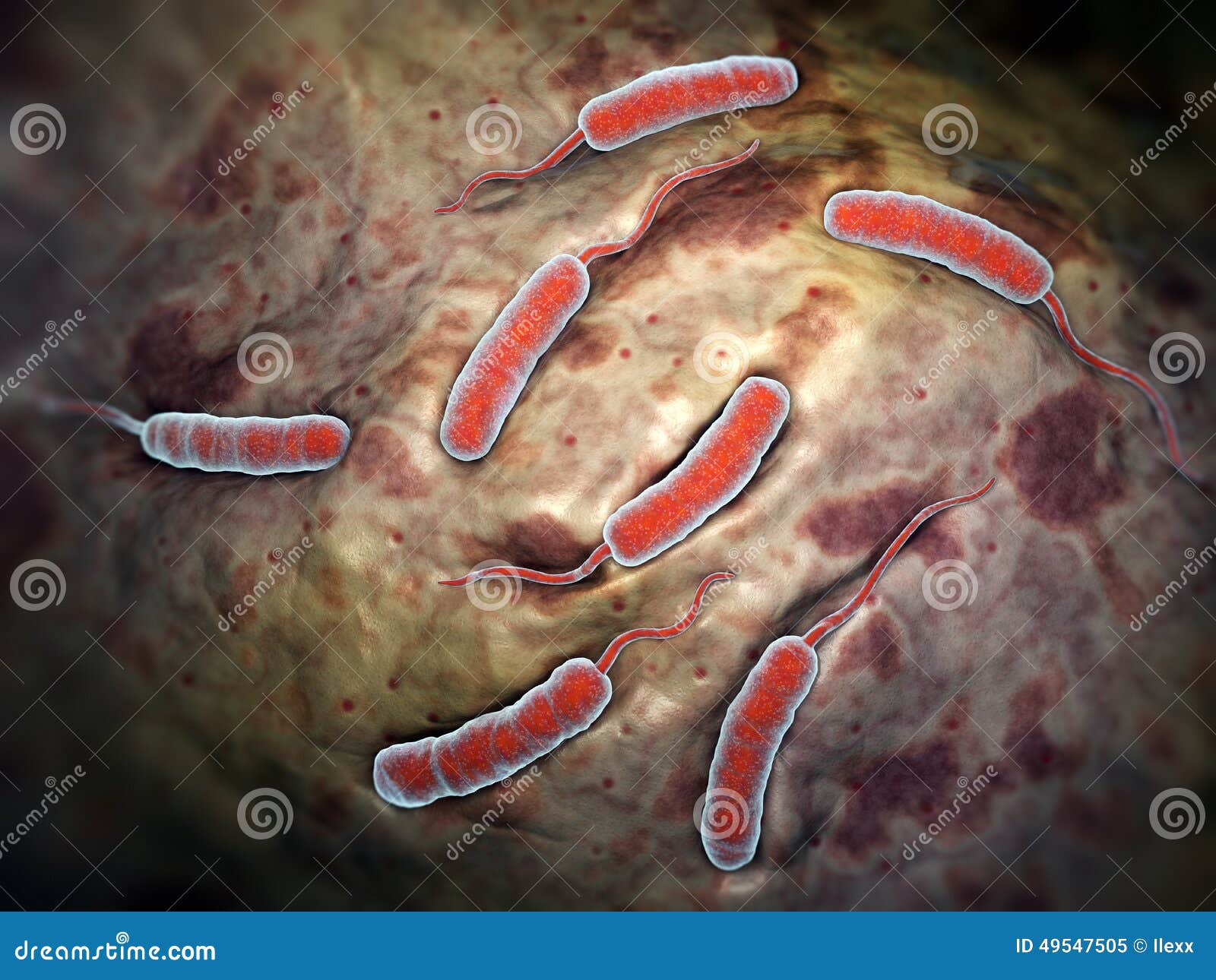Cholerae Bacteria Royalty-Free Stock Photo | CartoonDealer.com #49547505