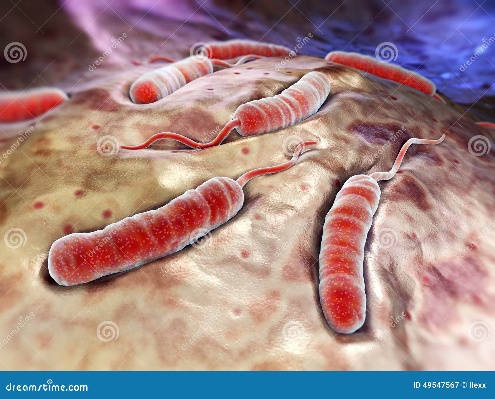 Cholerae bacteria stock illustration. Illustration of microbiology ...