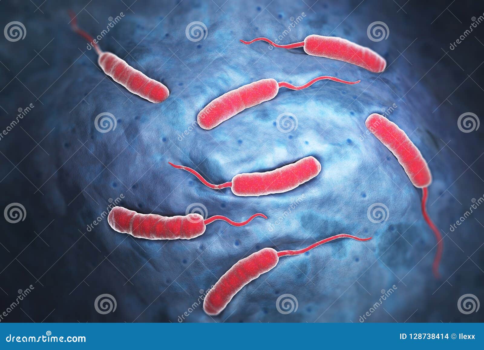 Cholerae Bacteria Which Causes Cholera Stock Illustration ...