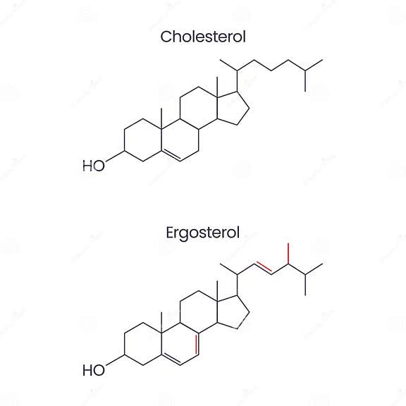 Cholesterol Versus Ergosterol Chemical Structure Graphic Design Stock ...