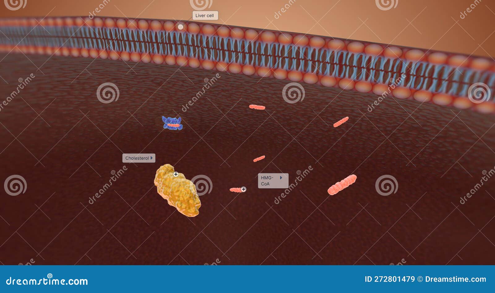 Cholesterol Production in Liver Cells Stock Illustration - Illustration ...