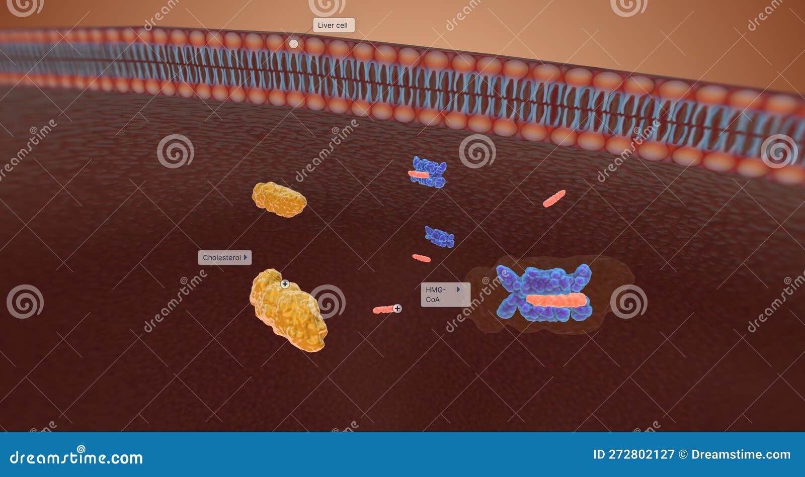 Cholesterol Production in Liver Cells Stock Illustration - Illustration ...
