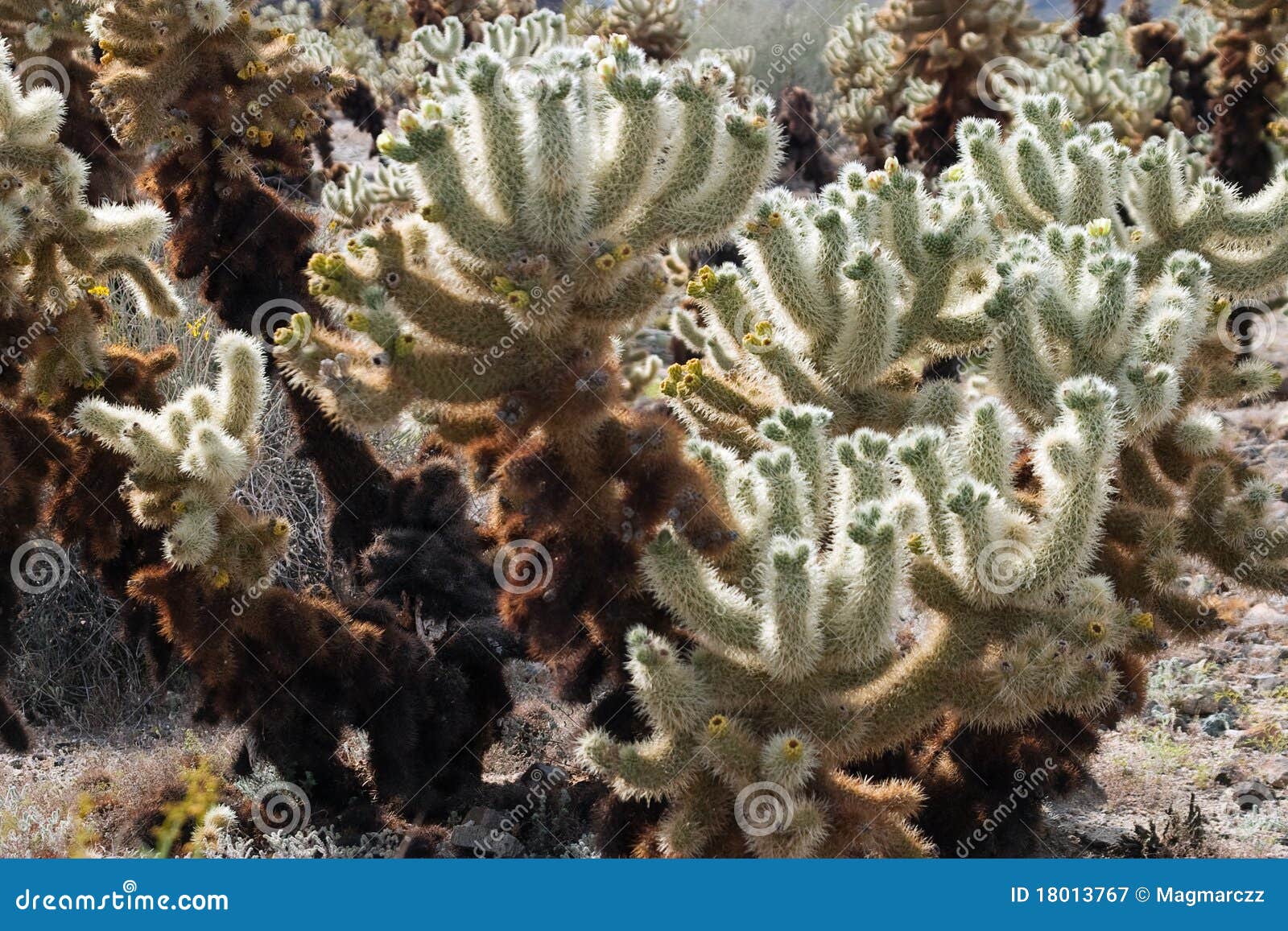 Cholla stock image. Image of nature, prickly, botanical - 18013767