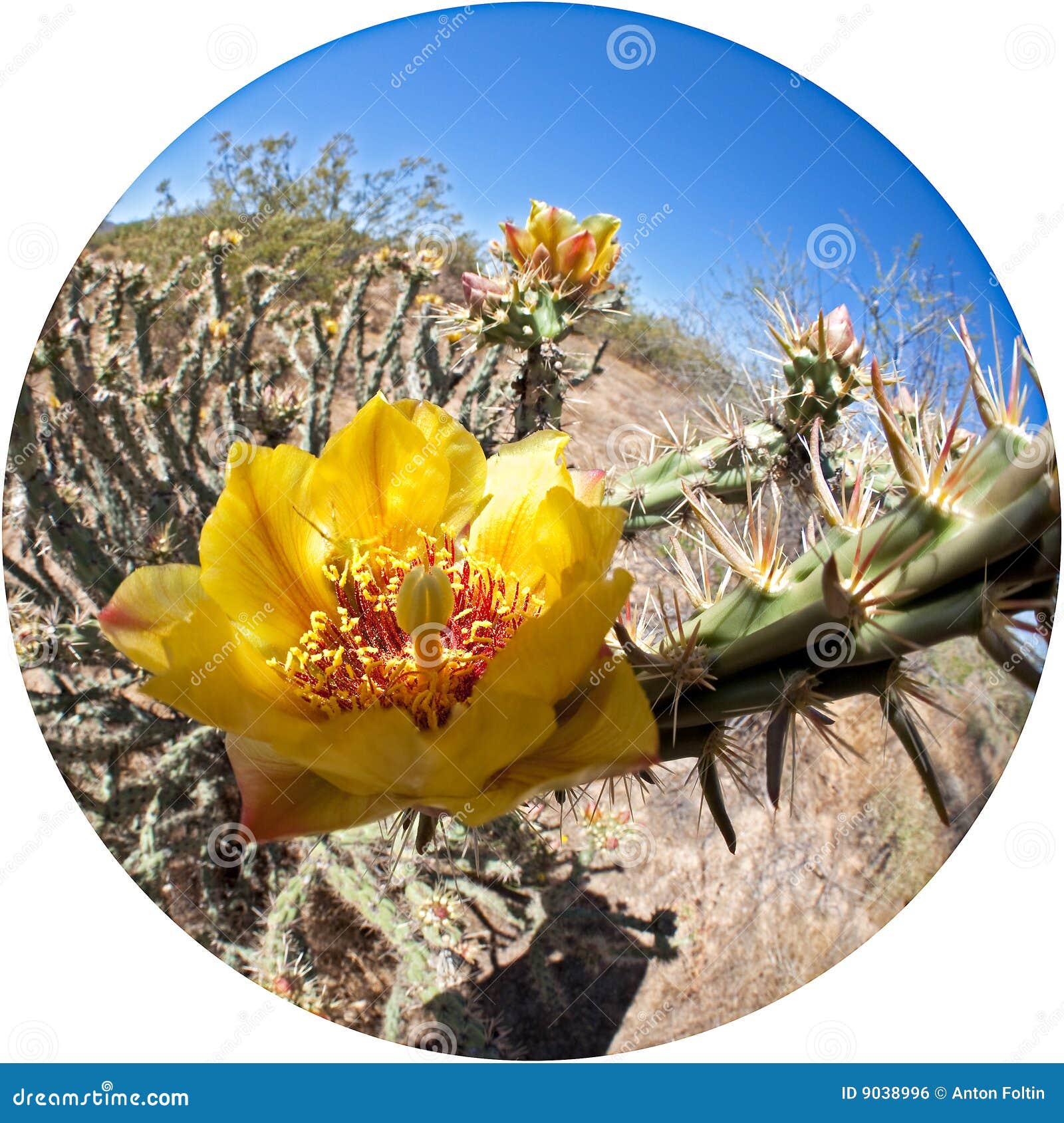 Cholla stock photo. Image of sonoran, wilderness, wildflowers - 9038996