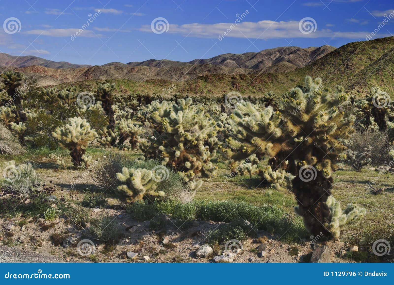 Cholla Cactus stock photo. Image of jumping, cholla, park - 1129796