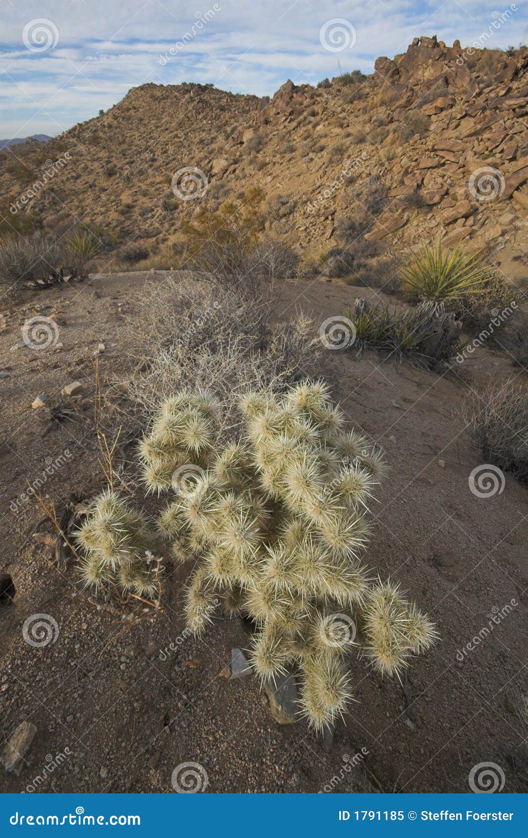 Cholla Cactus stock image. Image of needles, national - 1791185