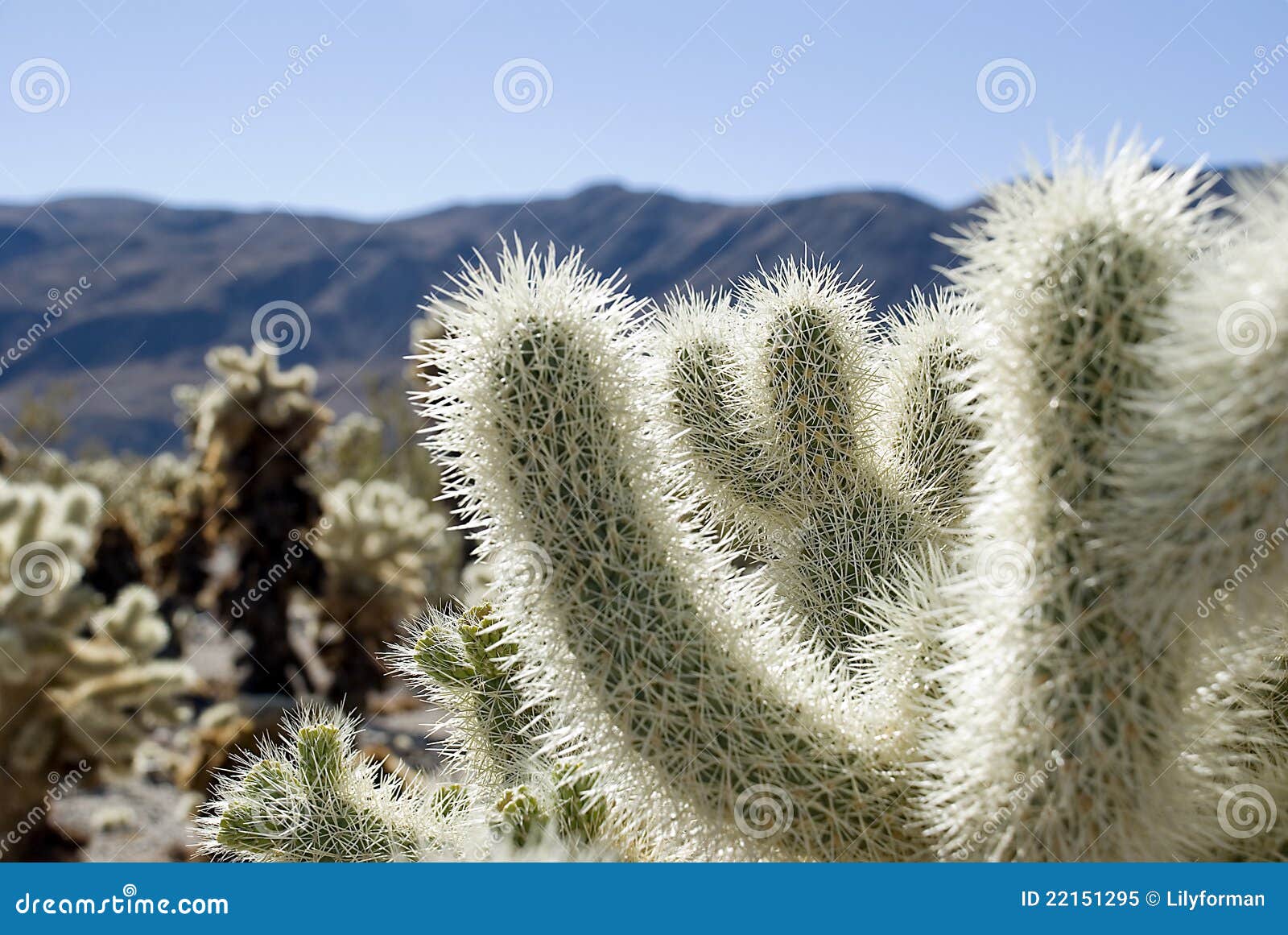Cholla cactus stock image. Image of california, fulgida - 22151295