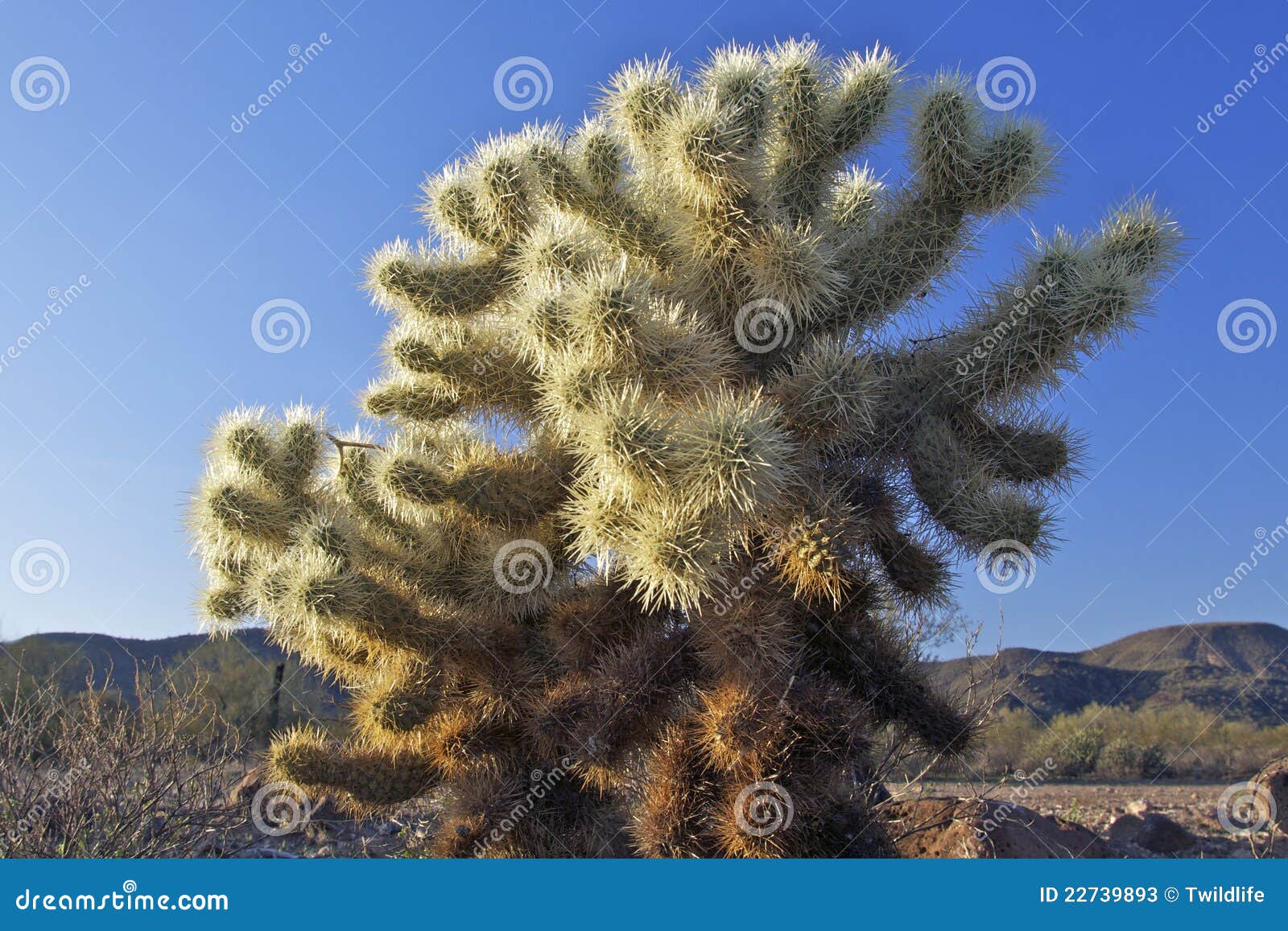 Cholla Cactus stock image. Image of plant, desert, nature - 22739893