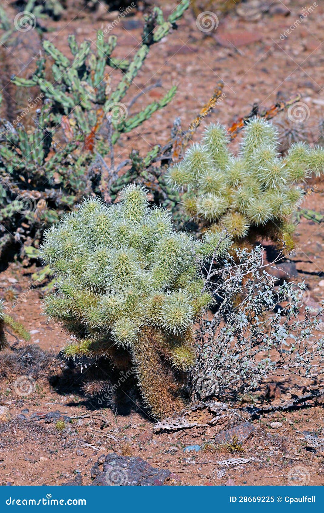 Cholla cactus stock image. Image of jumping, spines, opuntia - 28669225