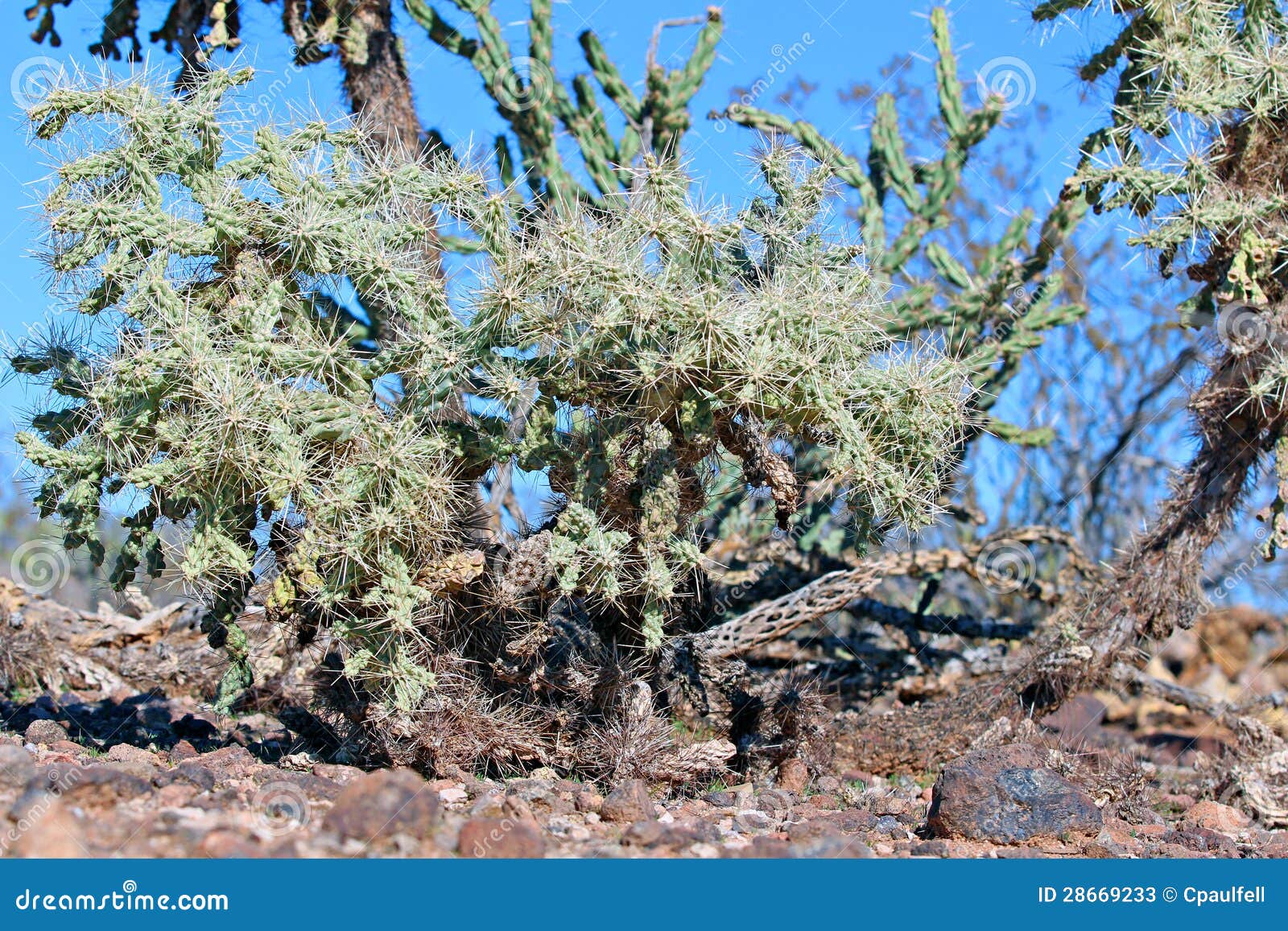 Diamond Cholla / Branched Pencil Cholla Cylindropuntia Ramosissima ...