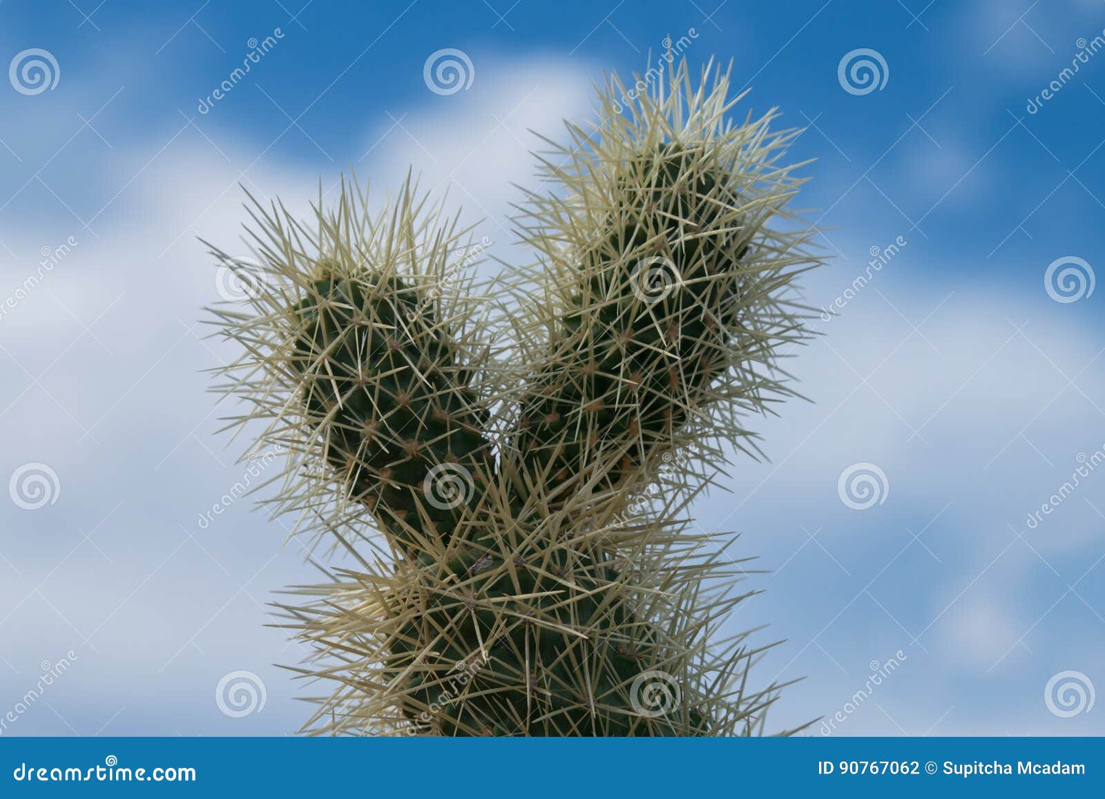 Cholla Cactus in Arizona Desert. Stock Photo - Image of landscape ...