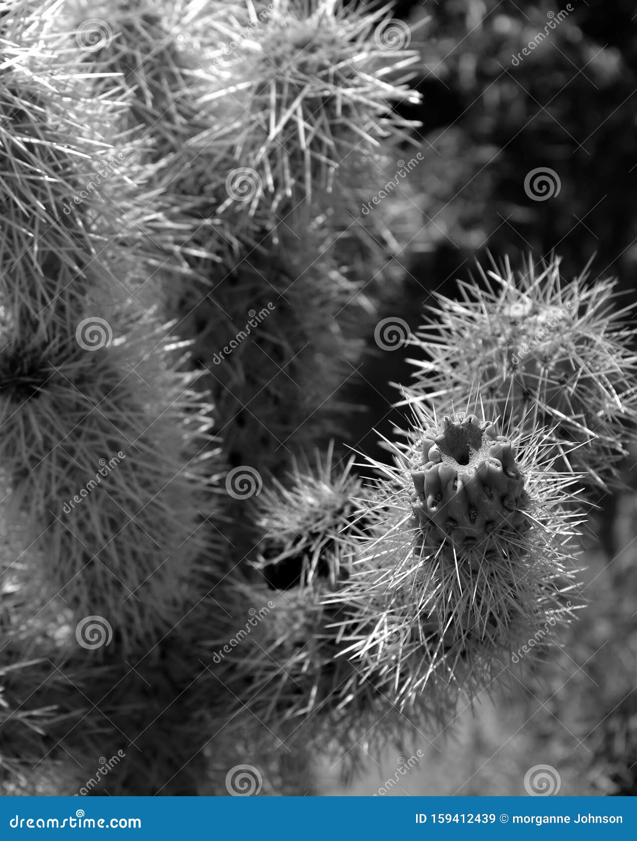 Cholla stock image. Image of cholla, blackandwhite, desert - 159412439