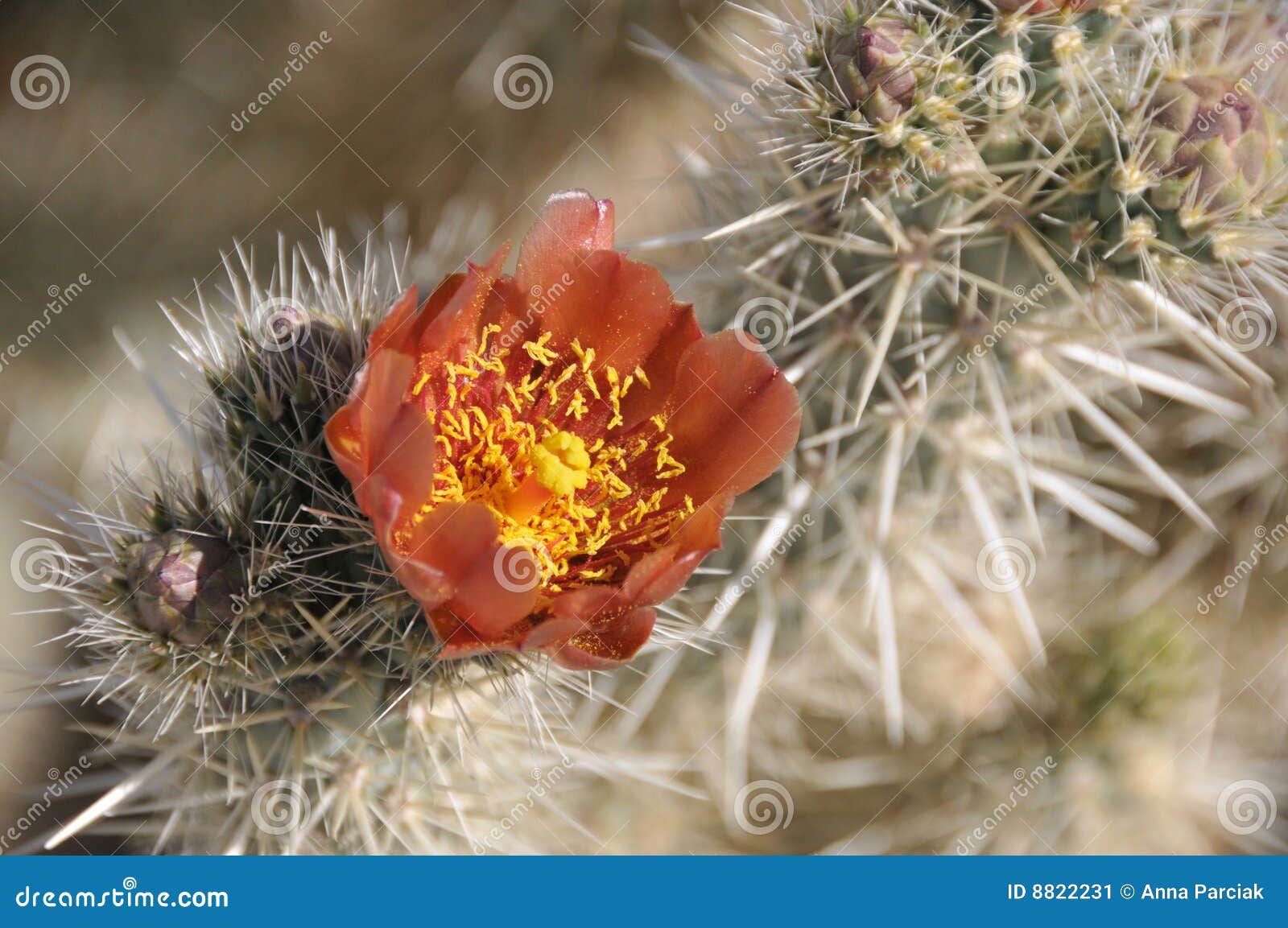 Cholla cactus bloom stock image. Image of blue, cactus - 8822231